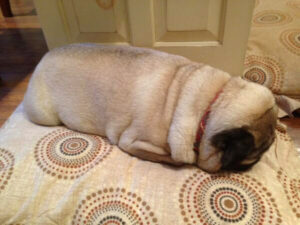 OMG, Happy Hump day: Hosted by PUG LOAFS! - OMG.BLOG