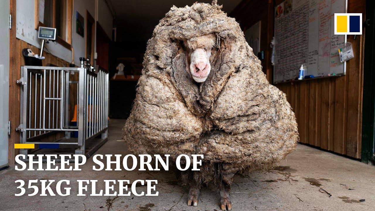OMG, this rescued sheep gets 35kg of fleece shorn off after being found ...