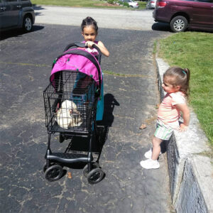 OMG, feelin' cooped up? These chicken owners built their pets strollers ...