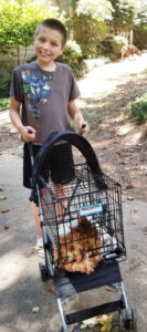 OMG, feelin' cooped up? These chicken owners built their pets strollers ...
