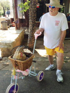 OMG, feelin' cooped up? These chicken owners built their pets strollers ...