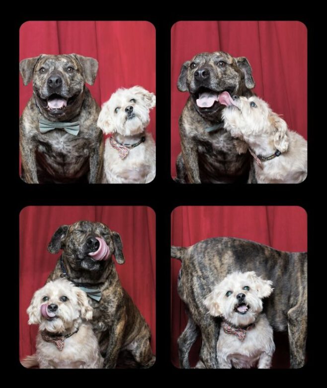 OMG, WOOF! Photographer built a special photobooth for dogs and ...
