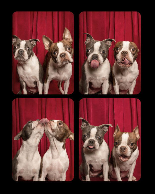 OMG, WOOF! Photographer built a special photobooth for dogs and ...