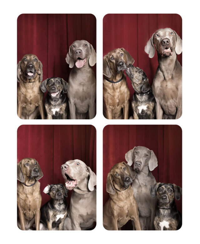 OMG, WOOF! Photographer built a special photobooth for dogs and ...