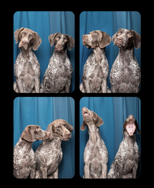 OMG, WOOF! Photographer built a special photobooth for dogs and ...