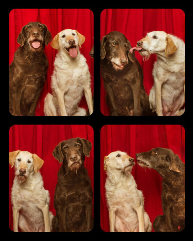 OMG, WOOF! Photographer built a special photobooth for dogs and ...