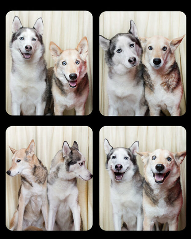OMG, WOOF! Photographer built a special photobooth for dogs and ...