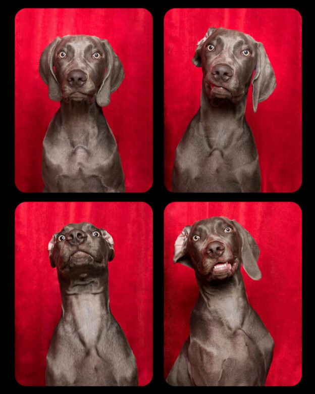 OMG, WOOF! Photographer built a special photobooth for dogs and ...