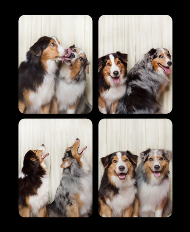 OMG, WOOF! Photographer built a special photobooth for dogs and ...