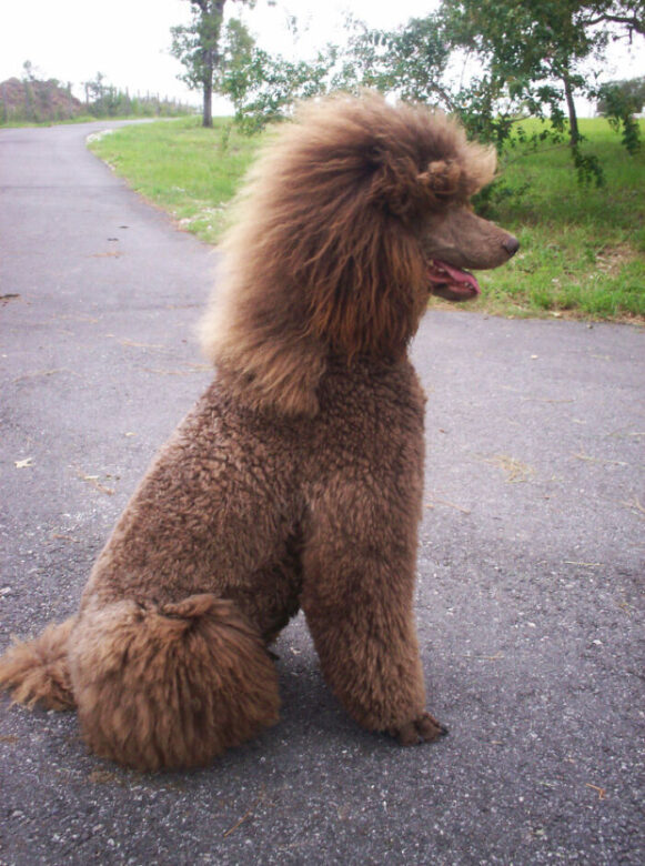 OMG, it's called FASHUN, look it up: Dog mullets! - OMG.BLOG