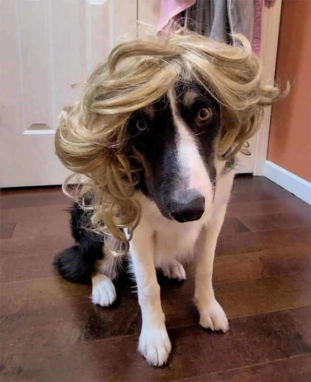 OMG, TREND ALERT! Dog wigs - OMG.BLOG