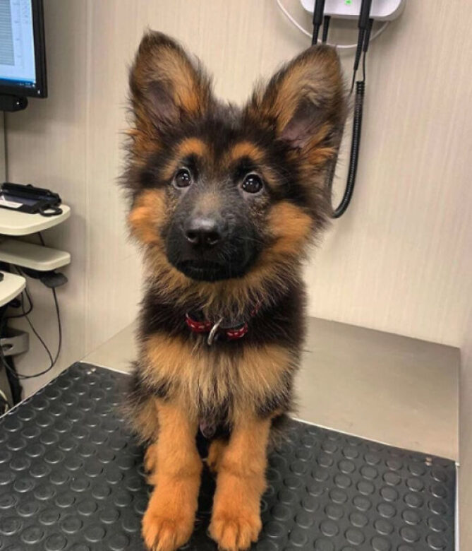 OMG, these vets encountered the CUTEST animals at work - OMG.BLOG