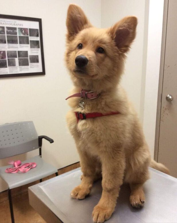 OMG, these vets encountered the CUTEST animals at work - OMG.BLOG
