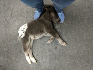 OMG, these vets encountered the CUTEST animals at work - OMG.BLOG