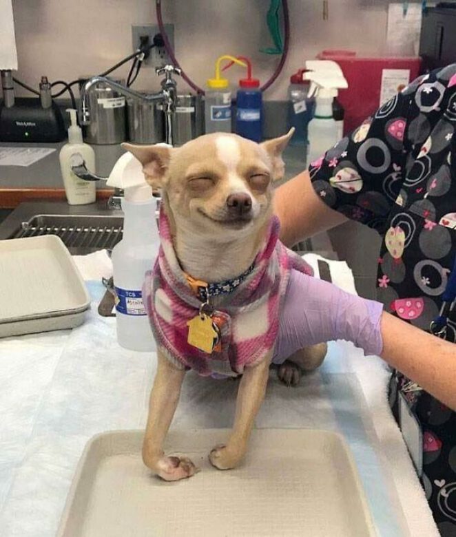 OMG, these vets encountered the CUTEST animals at work - OMG.BLOG