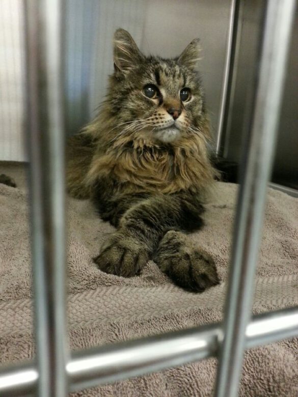 OMG, these vets encountered the CUTEST animals at work - OMG.BLOG