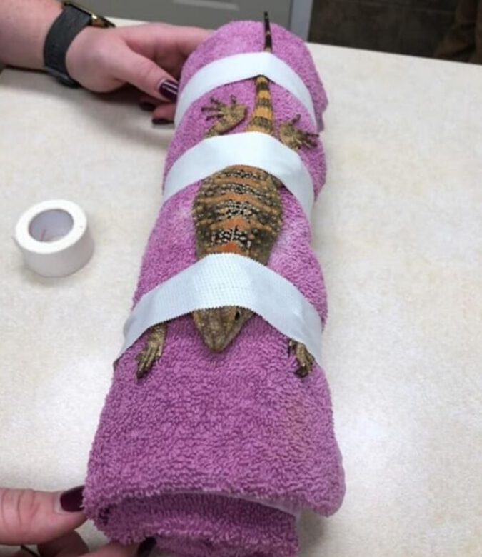 OMG, these vets encountered the CUTEST animals at work - OMG.BLOG