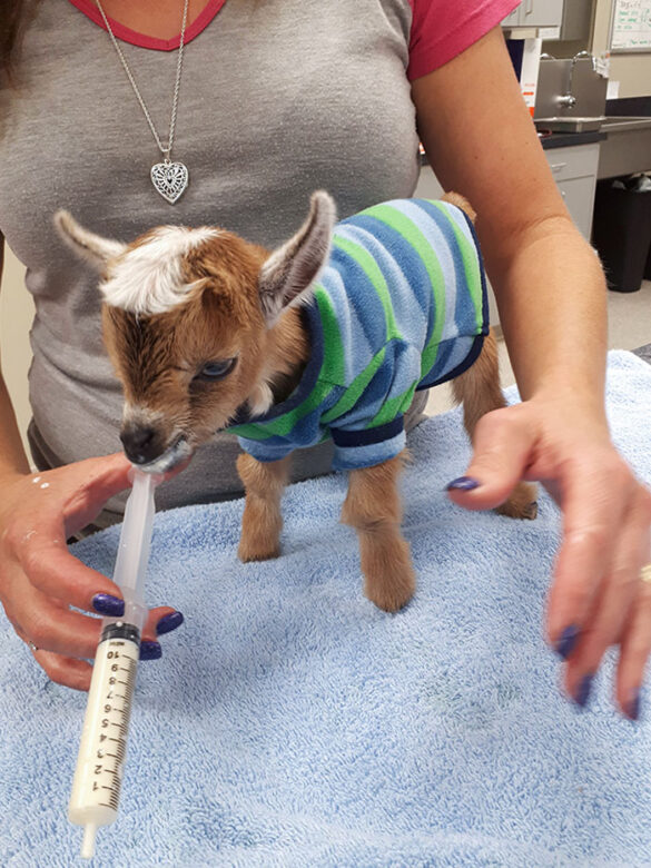 OMG, these vets encountered the CUTEST animals at work - OMG.BLOG
