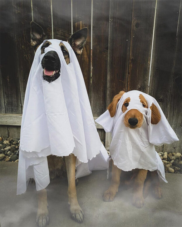 OMG, WOOF! Ghost dogs! - OMG.BLOG