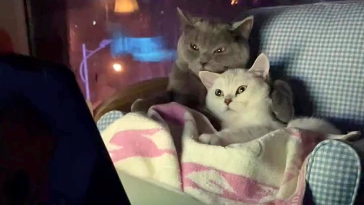OMG, jealous! These cats are having a really cute and romantic movie ...