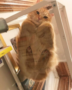 OMG, a cats on glass tables MEGAPOST! - OMG.BLOG