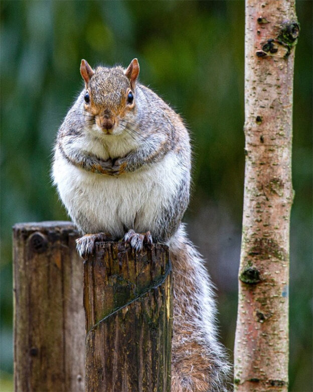 OMG, no nut left behind: These squirrels are leaving winter well-fed ...