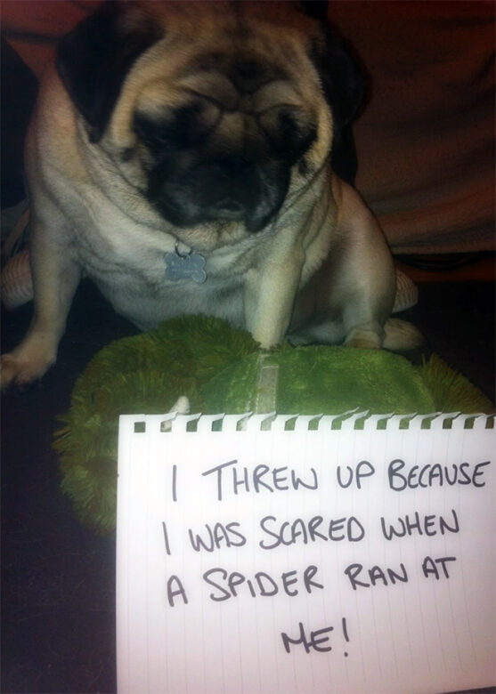 OMG, it's Monday: Hosted by PUG-SHAMING! - OMG.BLOG