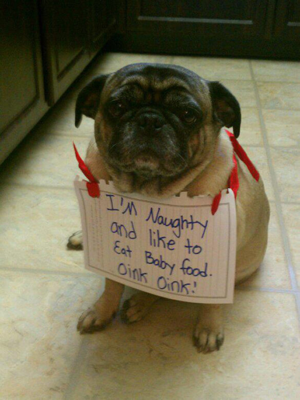 OMG, it's Monday: Hosted by PUG-SHAMING! - OMG.BLOG