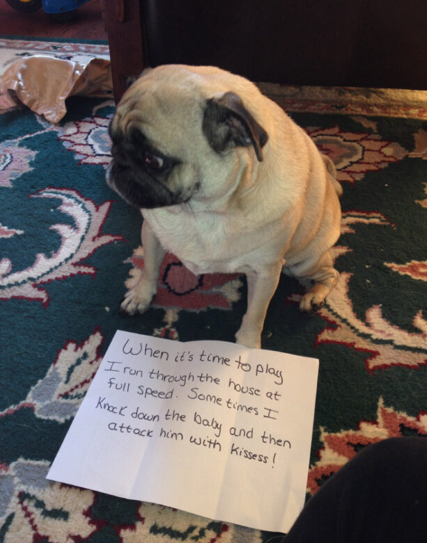 OMG, it's Monday: Hosted by PUG-SHAMING! - OMG.BLOG