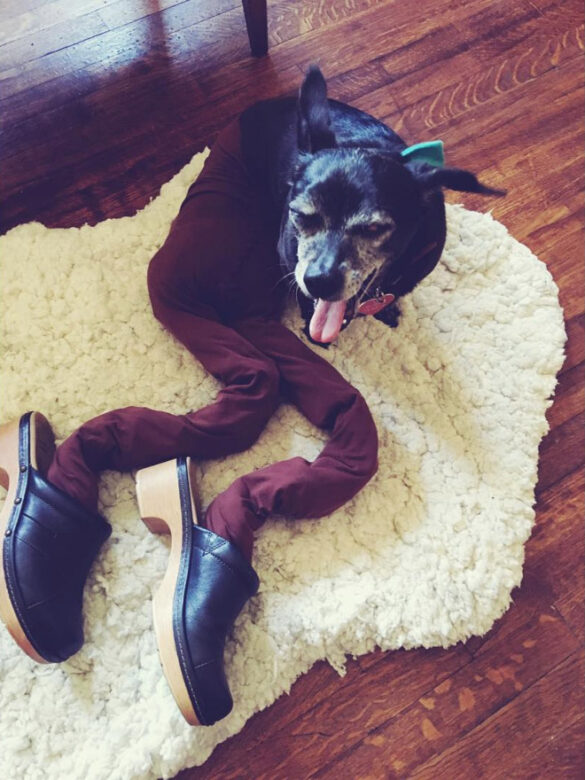 OMG, hot new PRIDE trend: Doggos in tights! - OMG.BLOG