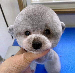 OMG, treat your poochie right! Get into 'Round Dog Grooming' by Yoriko ...