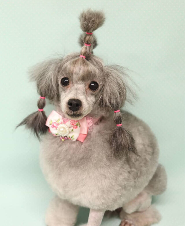 OMG, treat your poochie right! Get into 'Round Dog Grooming' by Yoriko ...