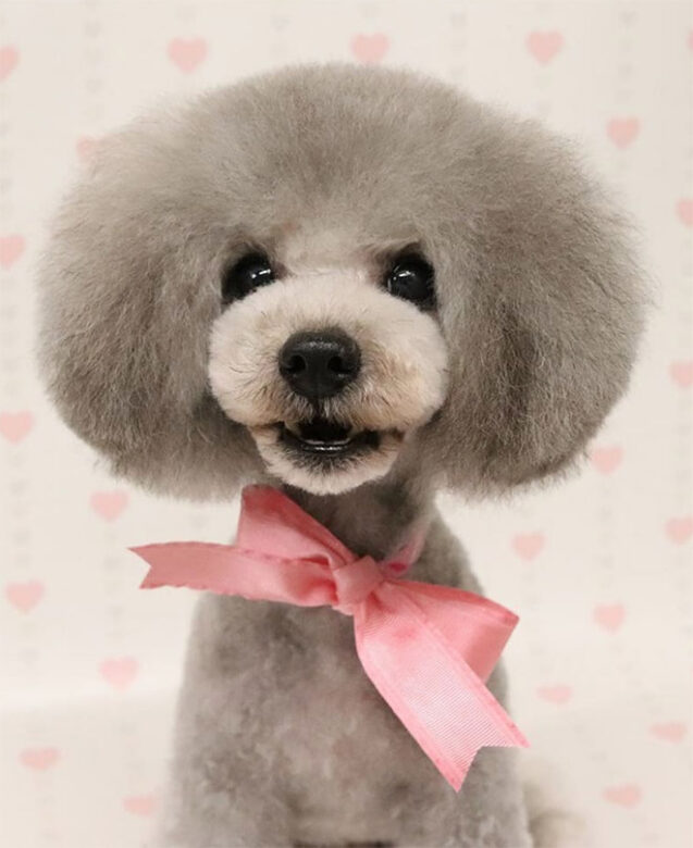 OMG, treat your poochie right! Get into 'Round Dog Grooming' by Yoriko ...