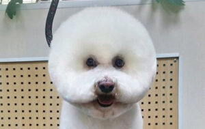 OMG, treat your poochie right! Get into 'Round Dog Grooming' by Yoriko ...