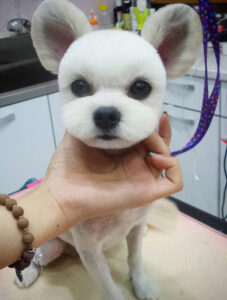 OMG, treat your poochie right! Get into 'Round Dog Grooming' by Yoriko ...