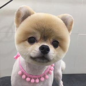 OMG, treat your poochie right! Get into 'Round Dog Grooming' by Yoriko ...