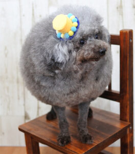 OMG, treat your poochie right! Get into 'Round Dog Grooming' by Yoriko ...