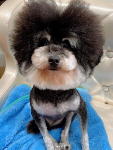 OMG, treat your poochie right! Get into 'Round Dog Grooming' by Yoriko ...