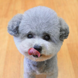 OMG, treat your poochie right! Get into 'Round Dog Grooming' by Yoriko ...