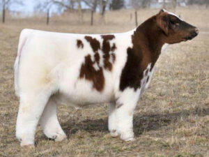 OMG, these clean cows got all floofy after a fresh shampoo - OMG.BLOG