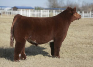 OMG, these clean cows got all floofy after a fresh shampoo - OMG.BLOG