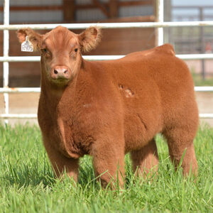 OMG, these clean cows got all floofy after a fresh shampoo - OMG.BLOG