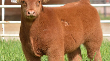 cute cows - OMG.BLOG
