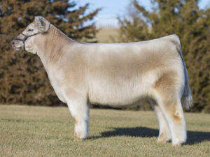 OMG, these clean cows got all floofy after a fresh shampoo - OMG.BLOG
