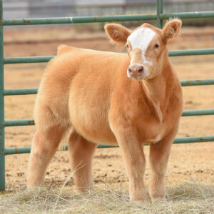 OMG, these clean cows got all floofy after a fresh shampoo - OMG.BLOG