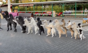 OMG, how cute: Dogs set conga line world record - OMG.BLOG