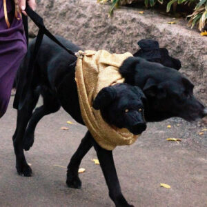 OMG, Cerberus dogs! The perfect three-headed pet costume - OMG.BLOG