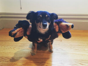 OMG, Cerberus dogs! The perfect three-headed pet costume - OMG.BLOG