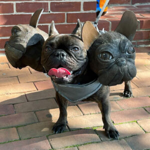 OMG, Cerberus dogs! The perfect three-headed pet costume - OMG.BLOG