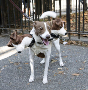 OMG, Cerberus dogs! The perfect three-headed pet costume - OMG.BLOG